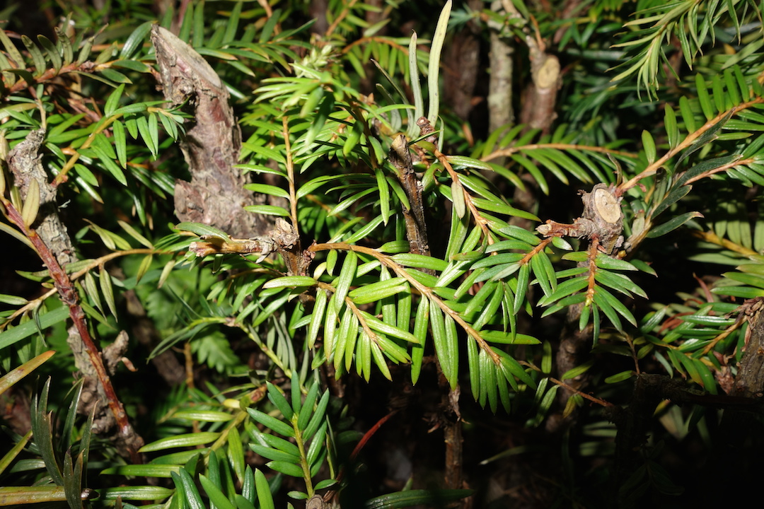 Our Tasks | MountainProjects MountainProjects